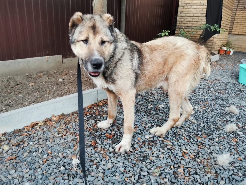 Среднеазиатская овчарка