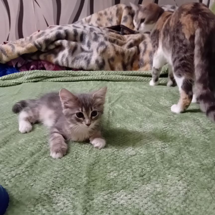 Котята в добрые руки бесплатно