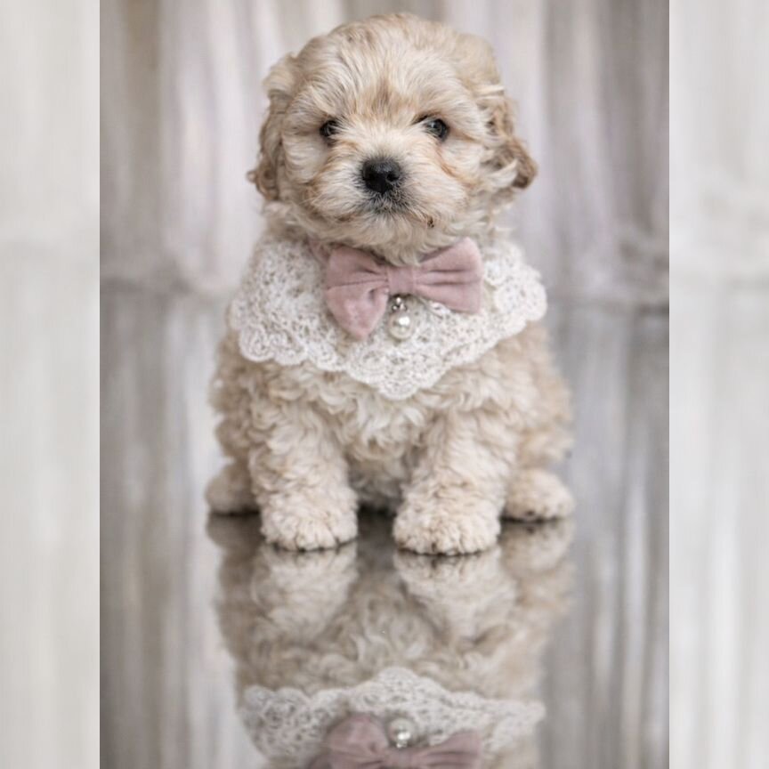 Мальтипу, щенок