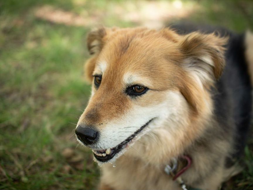 Рыженькая красотка Герда ищет дом