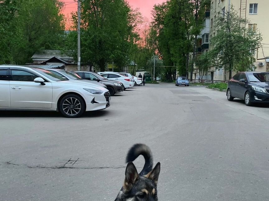 Собака в добрые руки отдам бесплатно