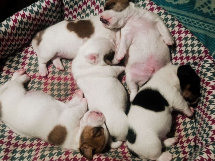 Щенки джек Рассел терьер