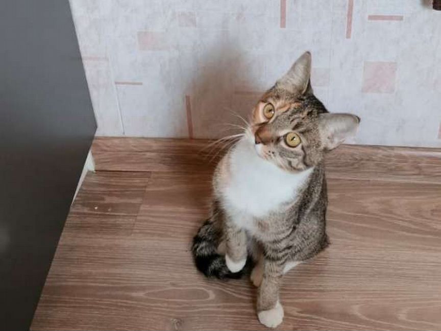 Отдам в добрые руки кошку