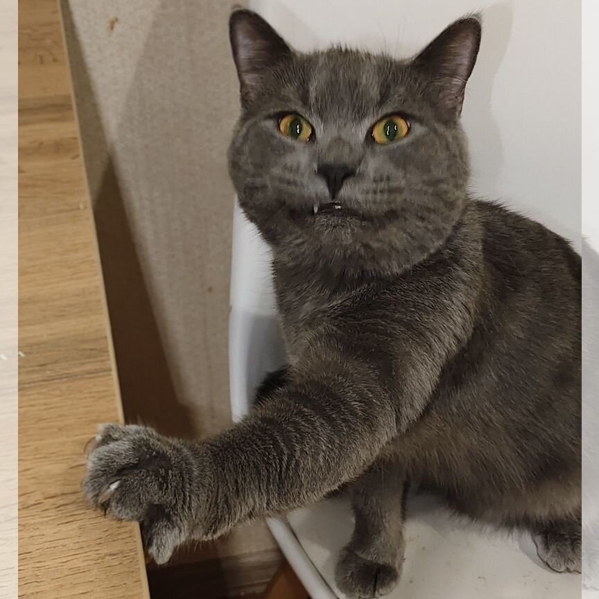 Британский короткошёрстный, взрослый кот