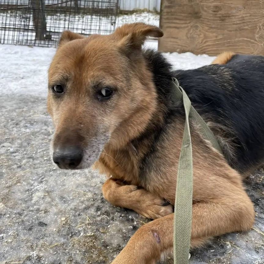 Взрослая собака в добрые руки