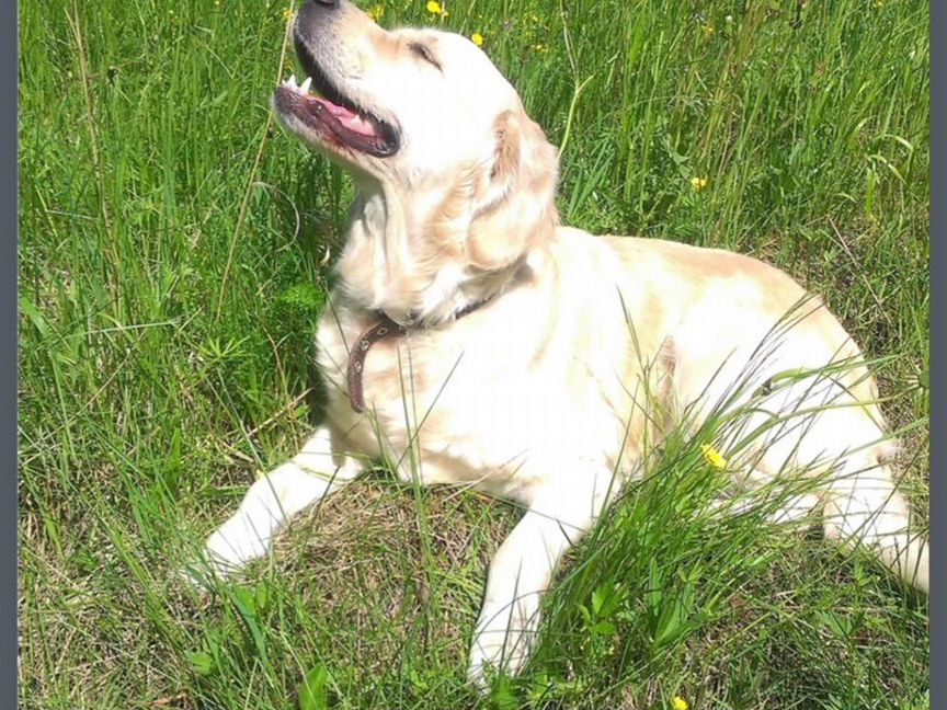 Собака в добрые руки