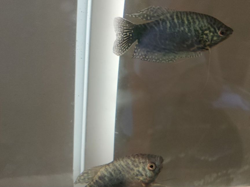 Гурами Мраморная и Сомы