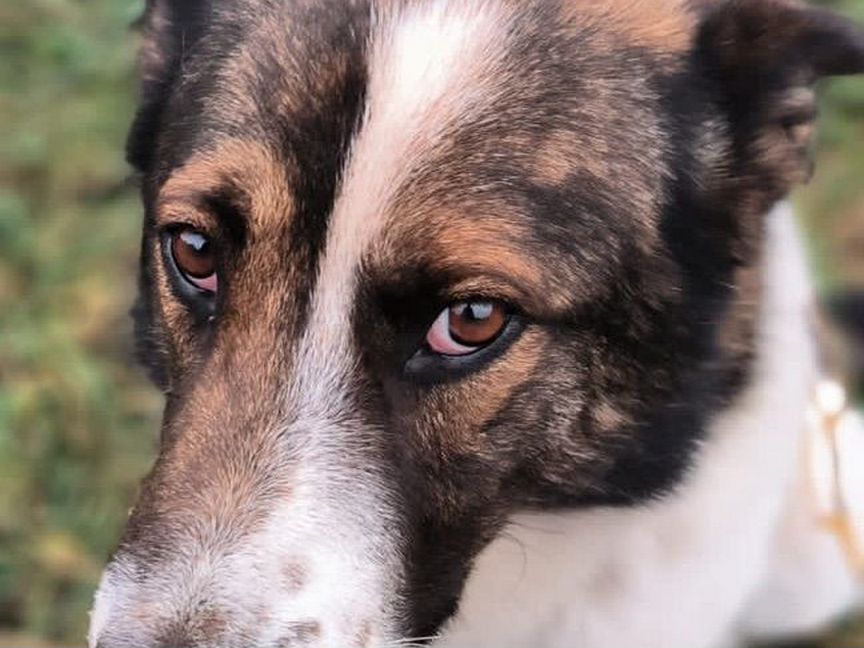 Пёс Сынок ищет дом