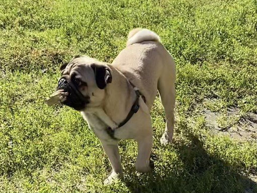 Вязка мопса