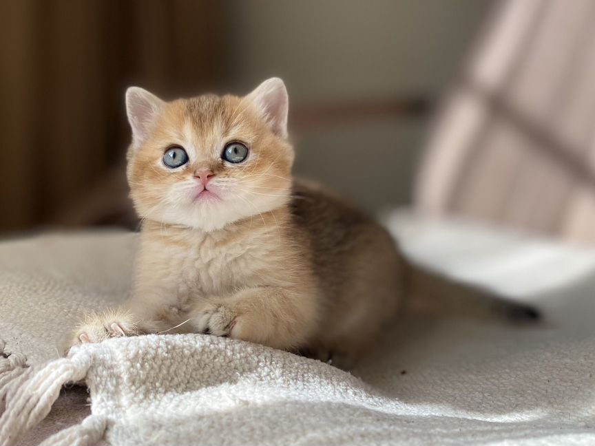 Шотландские котята