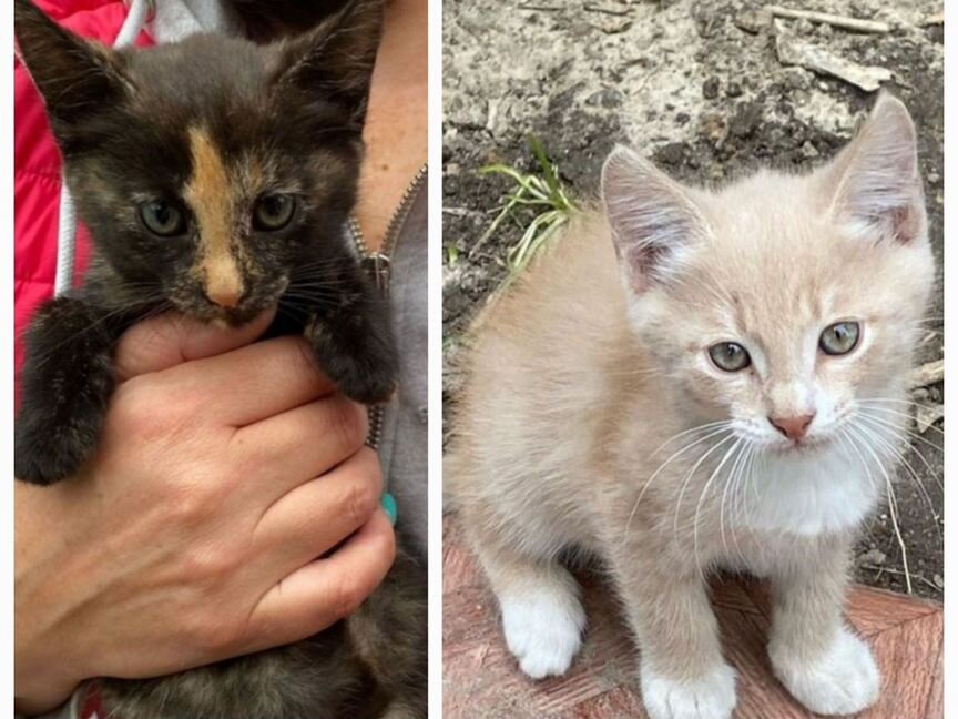 Котята в добрые руки