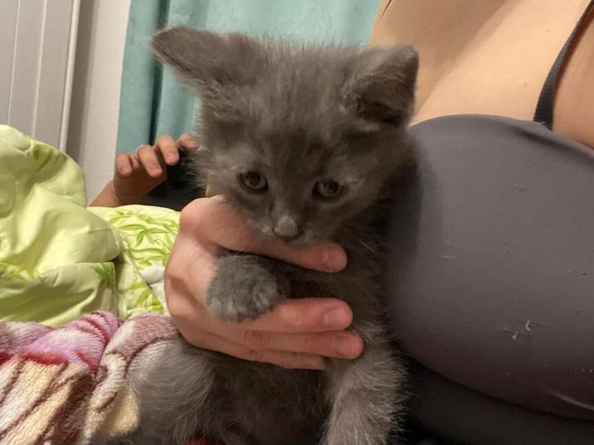 Маленький Дымчатый котенок
