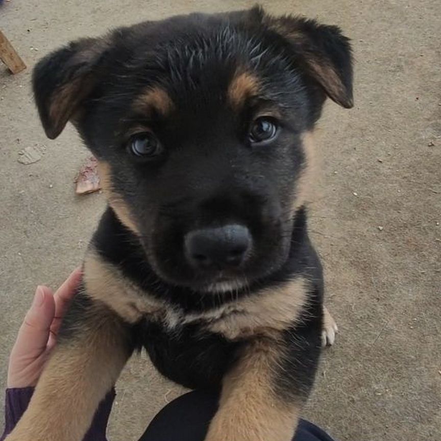 Американская акита, щенок