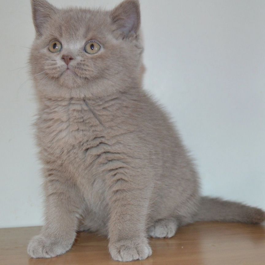 Британский котенок