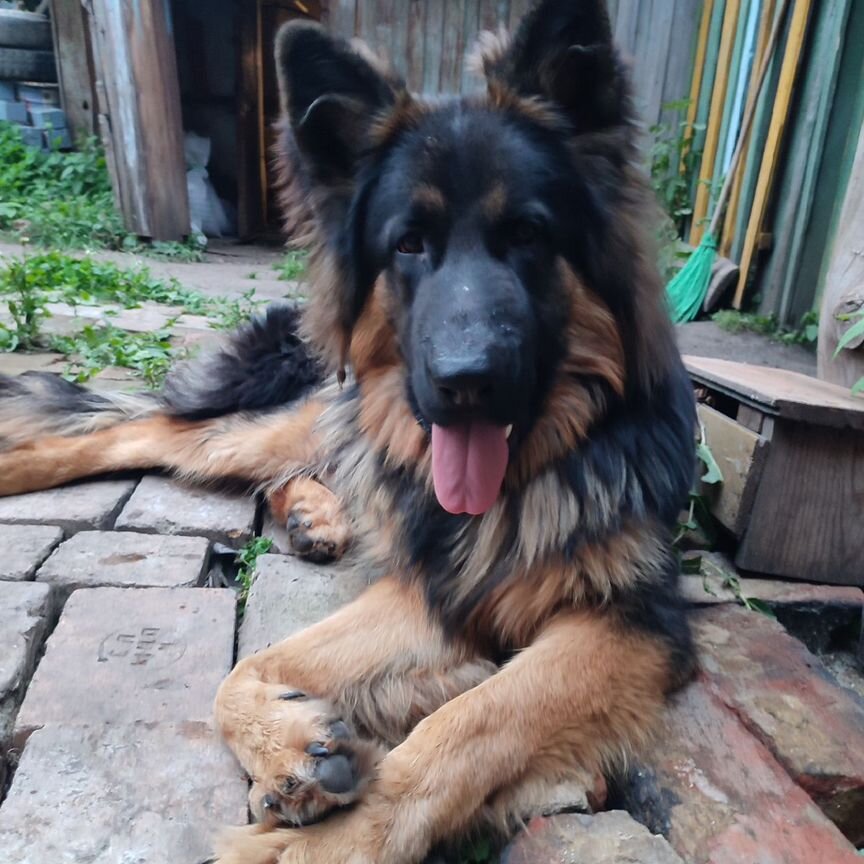 Немецкая овчарка