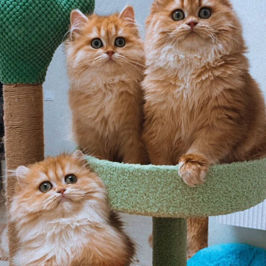 Британские длинношерстные котята