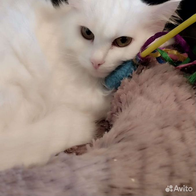 Снежка в сем ью