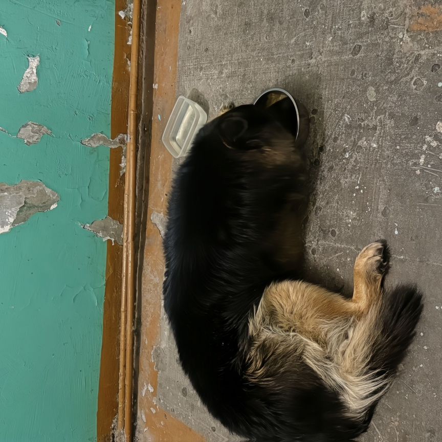 Взрослый пёс в добрые руки