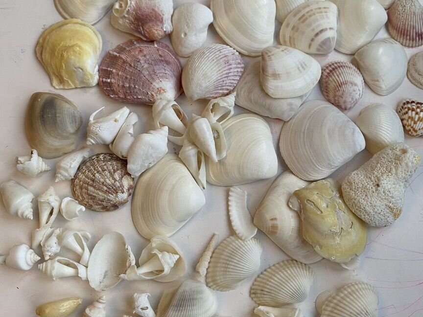 Ракушки крупные морские из Дубаи
