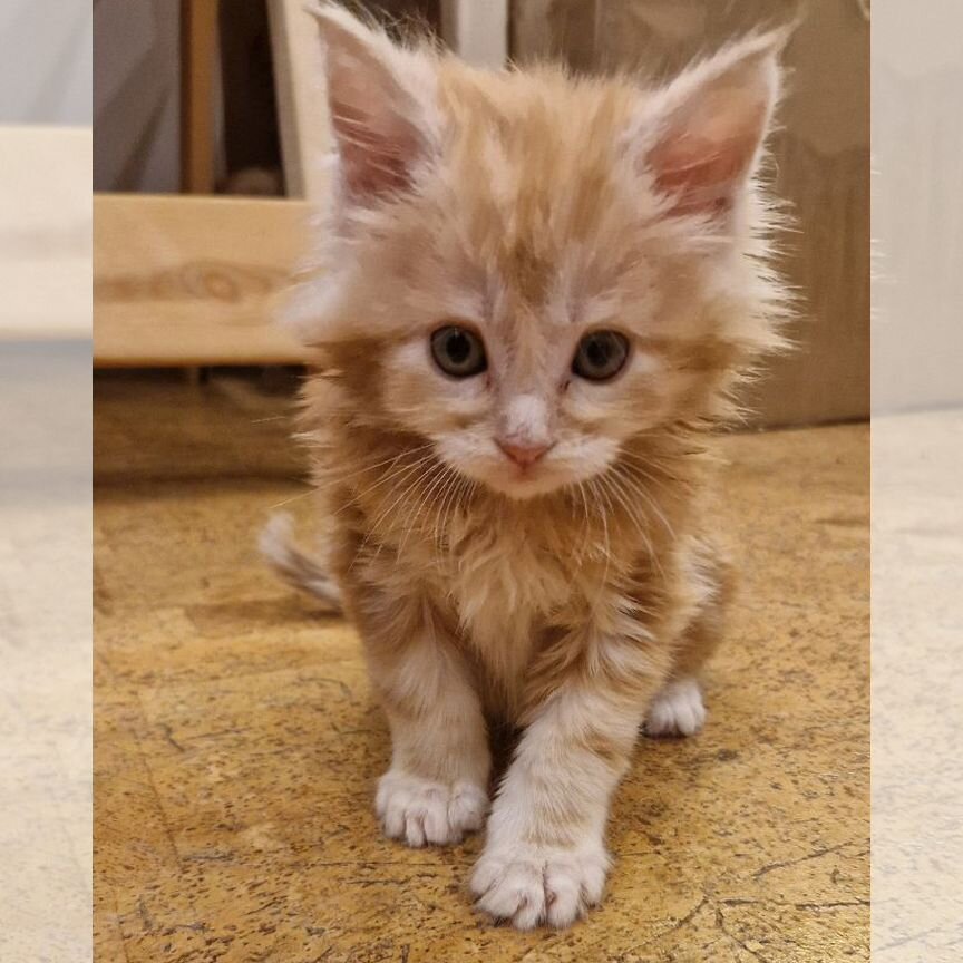 Мейн-кун котёнок