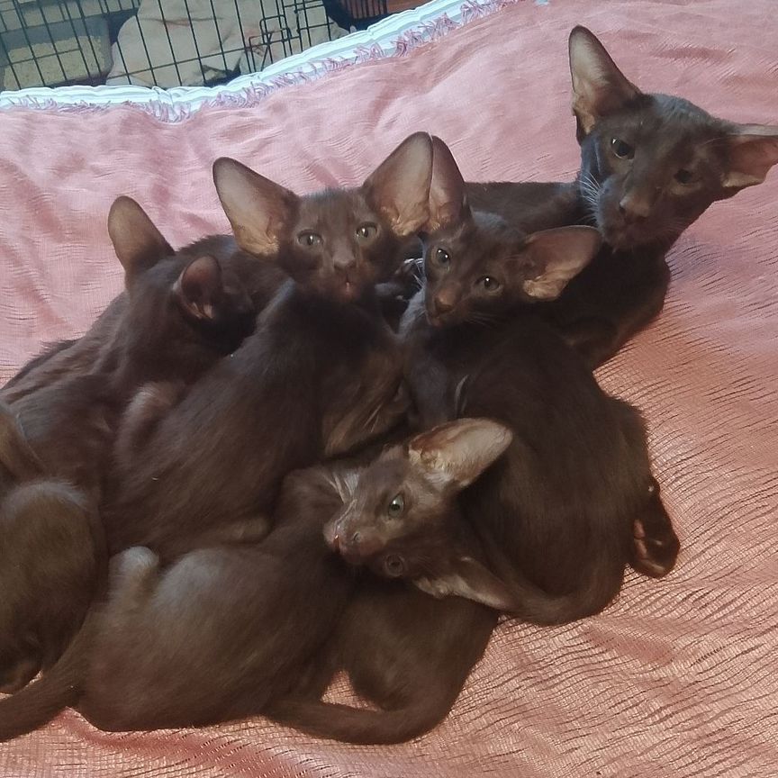 Ориентальный котёнок