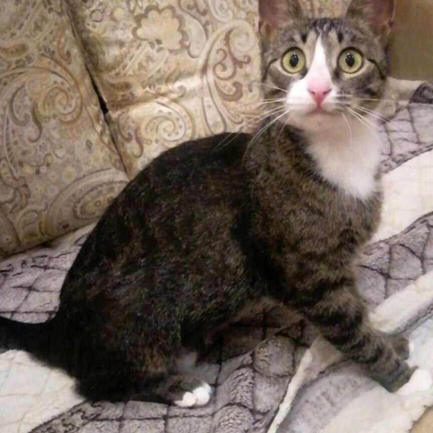 Классная кошка