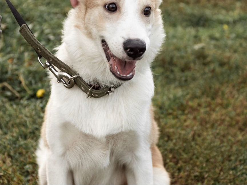 Классный щенок в добрую семью