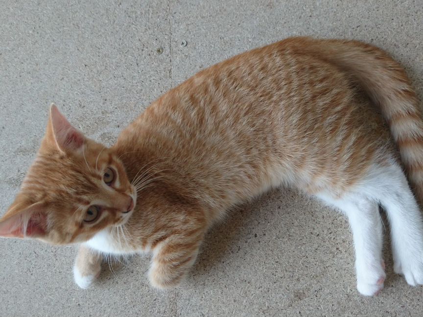 Кот лисичка