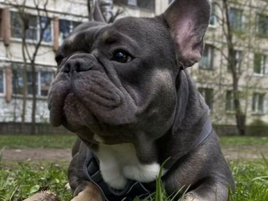 Вязка французский бульдог