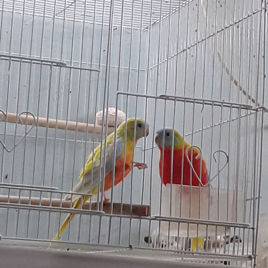 Пара лазурных попугайчиков