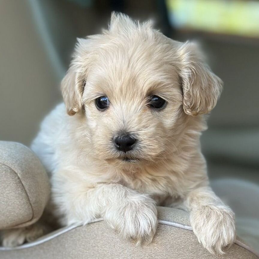 Мальтипу мальчики и девочки