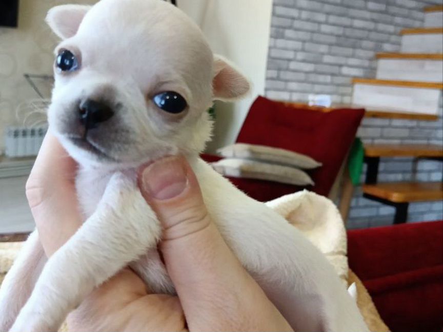 Щенки чихуахуа мини гладкошерстные РКФ девочка