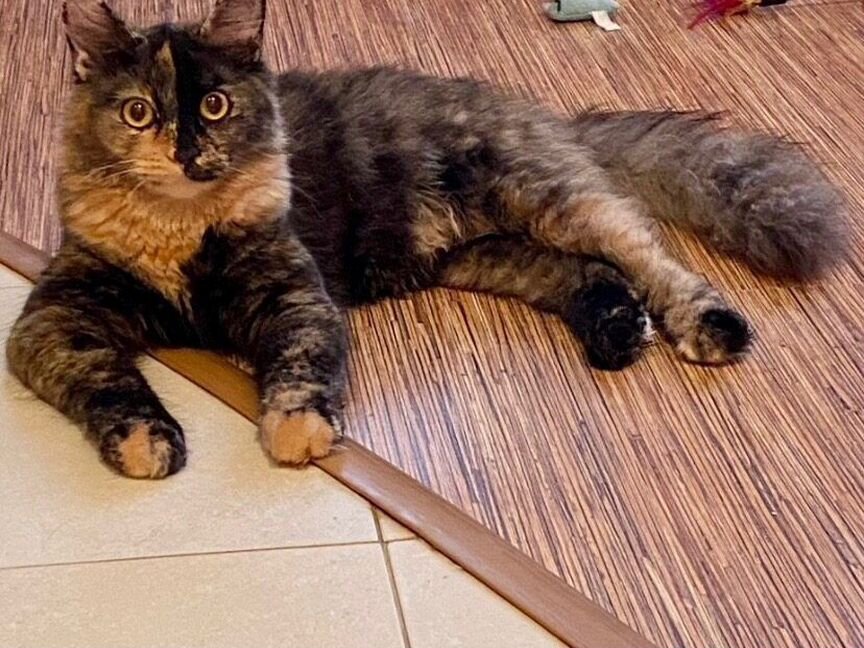 Котенок в добрые руки с тяжелой судьбой