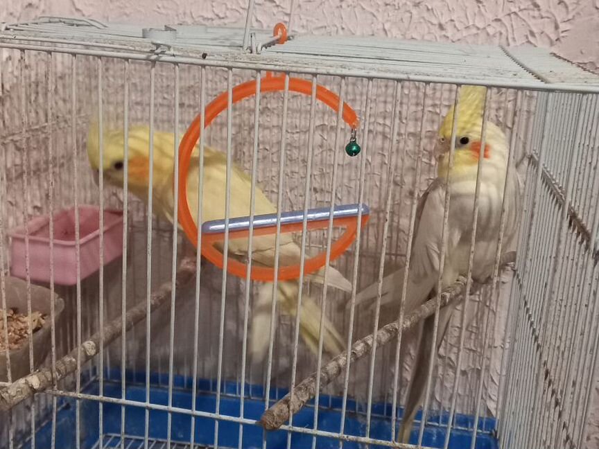 Попугай корелла
