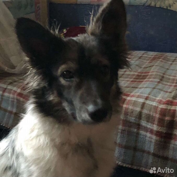 Ищем надежного хозяина Оливеру