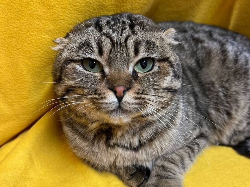 Кошки в добрые руки бесплатно