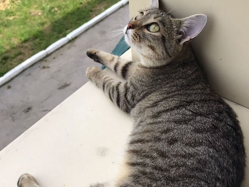 Маленькая тигра ждёт свою семью