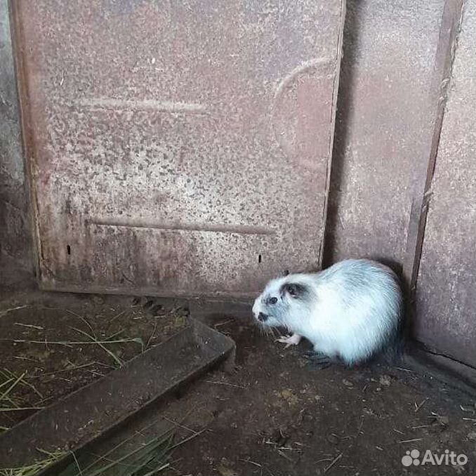 Домашние животные крысы