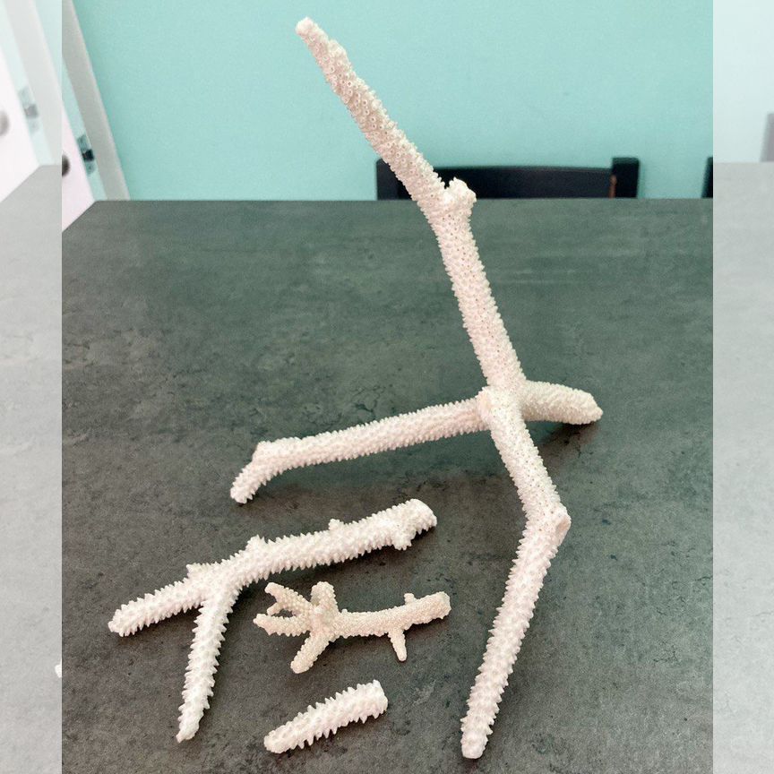 Коралл морской натуральный (цена за всё)