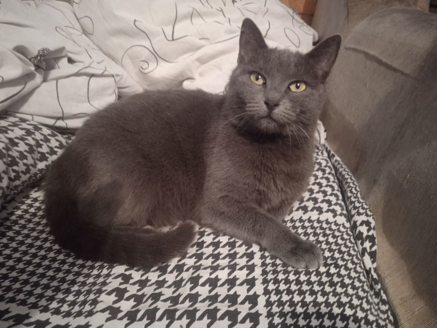 Отдам бесплатно кошку