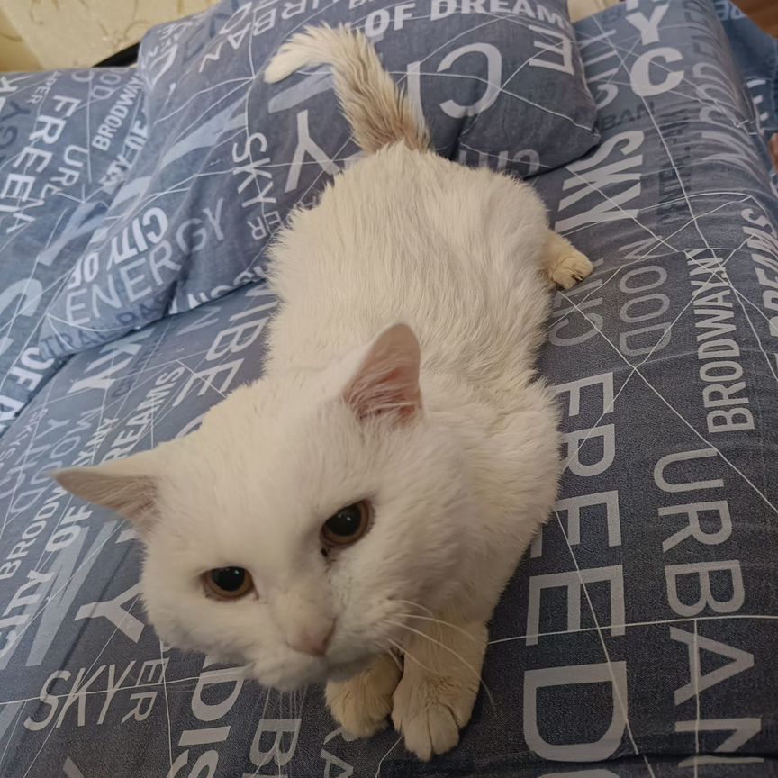 Взрослый кот, вязка