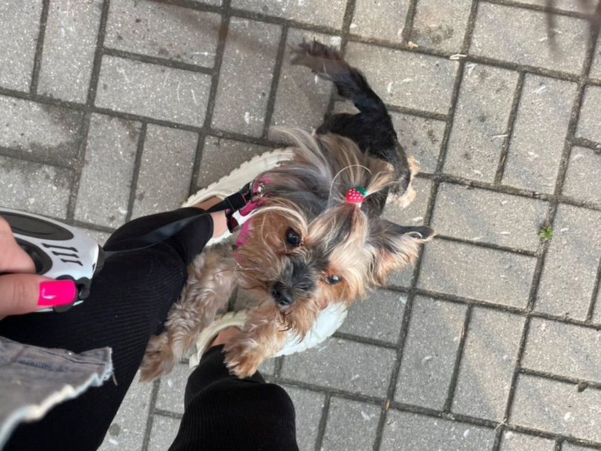 Йоркширский терьер