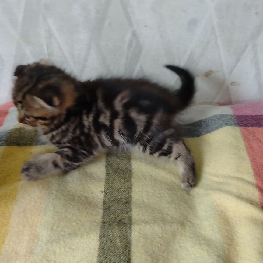 Котята британцы, шотландцы