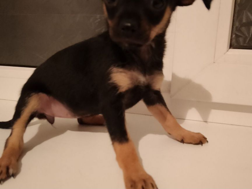 Чихайхуа-Той-терьер