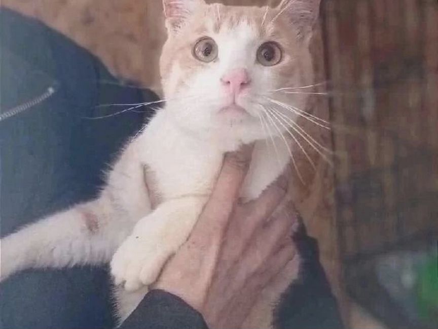 Котик Абрикосик ждёт свою семью