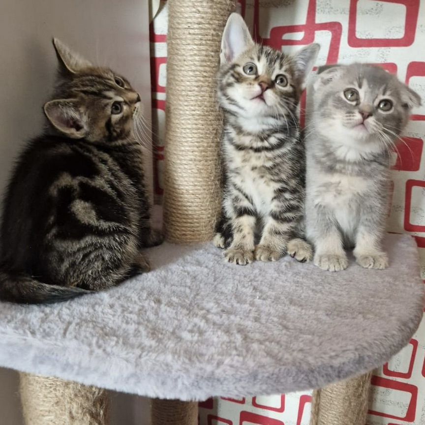 Шотландские котята