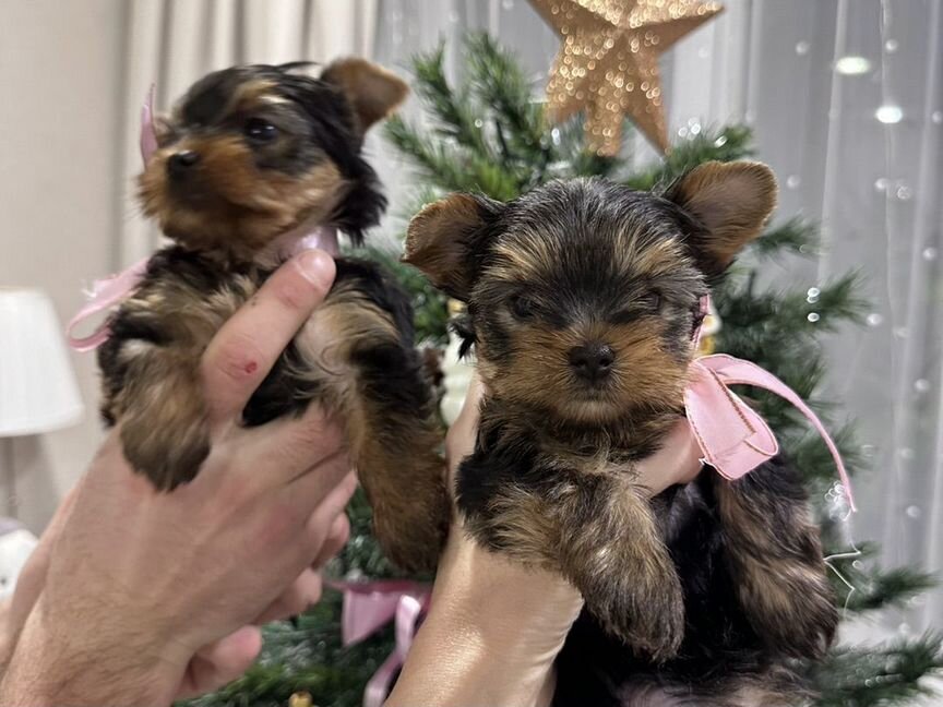 Йоркширский терьер