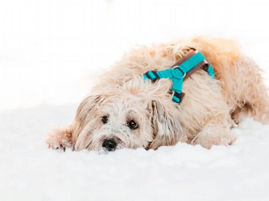 Собака в добрые руки отдам бесплатно