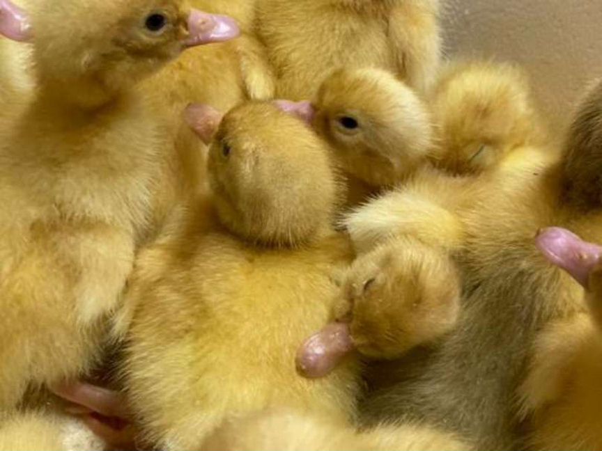 Утята суточные