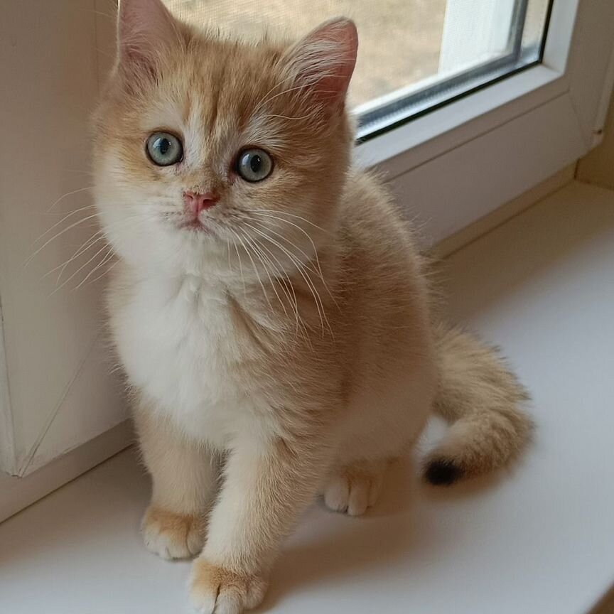 Котята золотые британцы